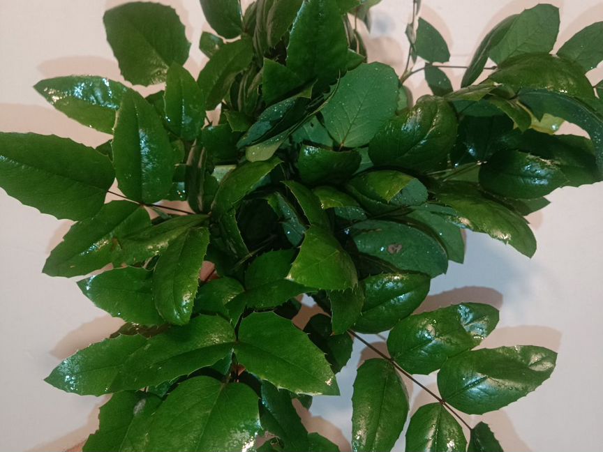 Корм для палочников Магония куст, пакет
