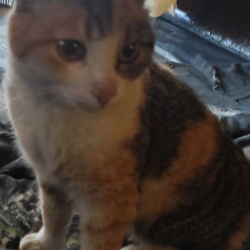 Кошка трехцветная (потеряшка) ищет своего хозяина