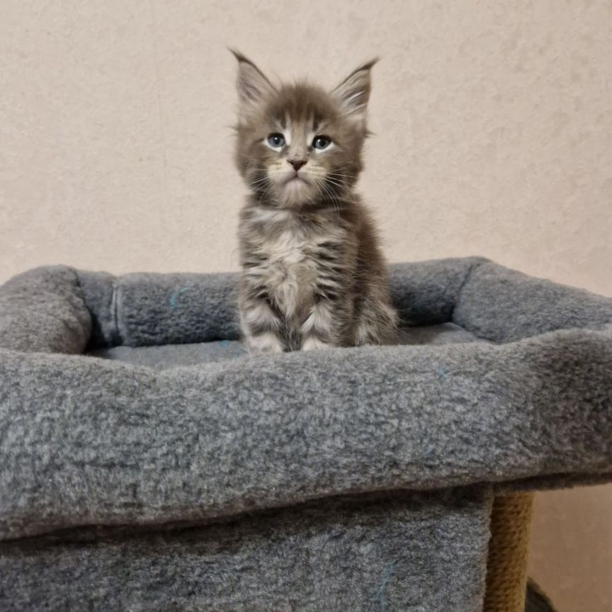 Мкйн кун котята