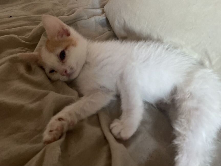 Котята в добрые руки бесплатно девочка