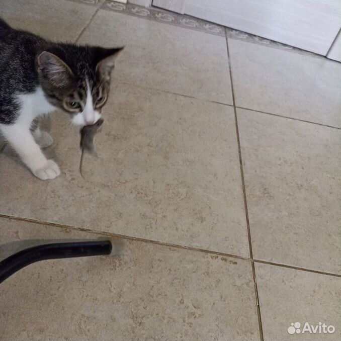 Котик-мышелов в добрые руки