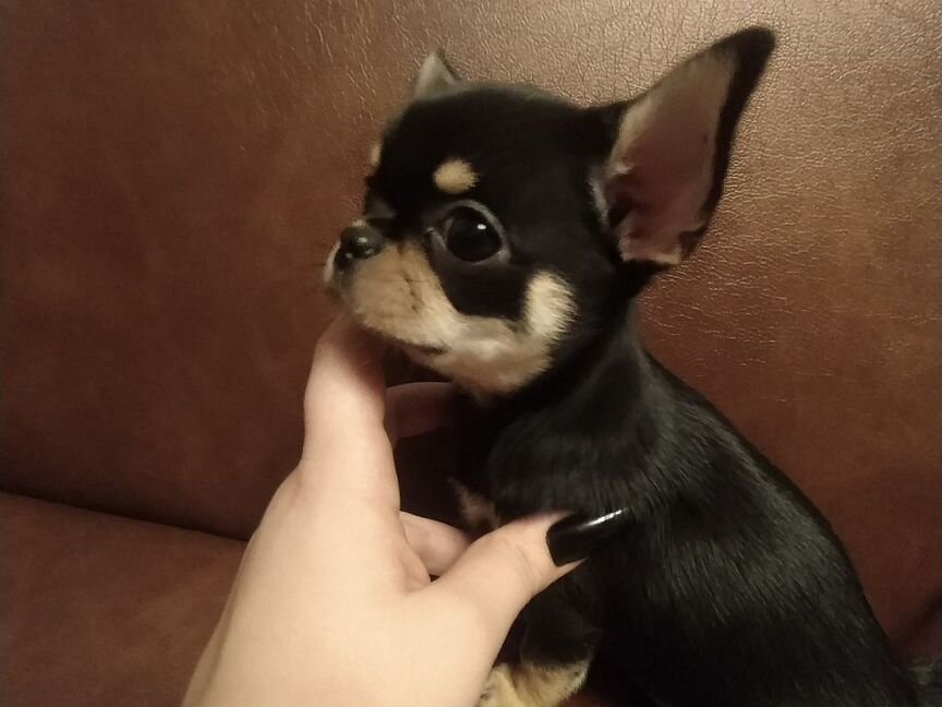 Щенки чихуахуа