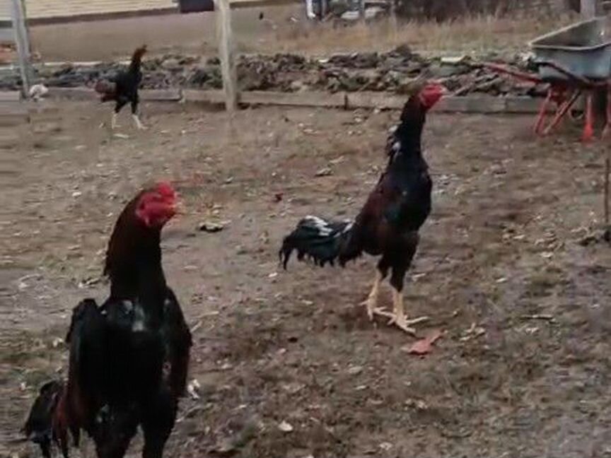 Бойцовые петухи