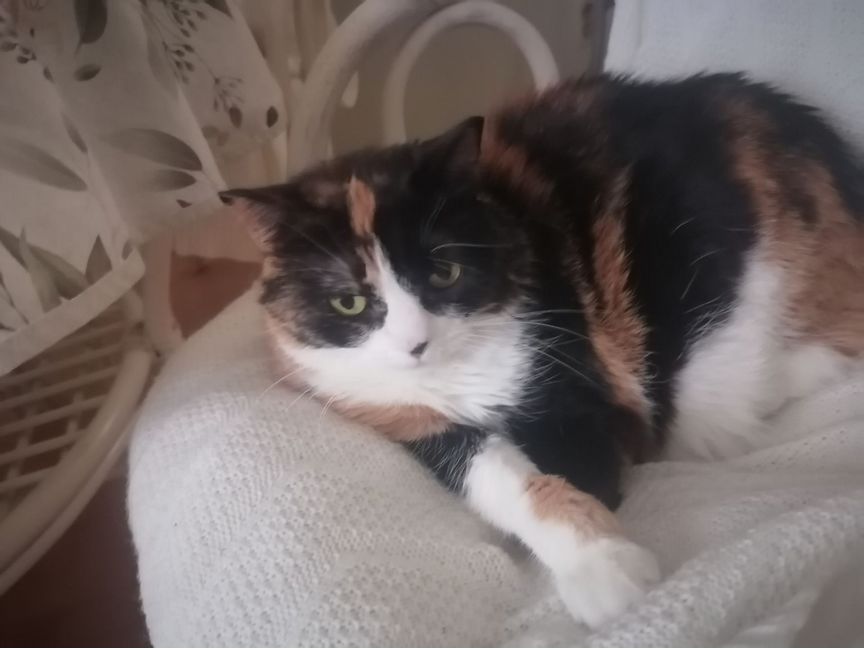 Кошка, подпольная кличка Шанталь Батоновна