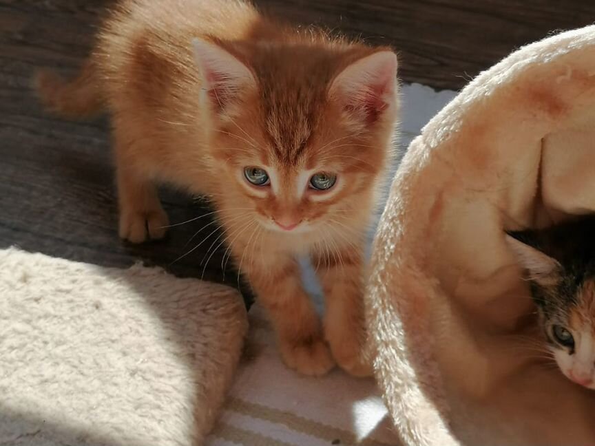 Яркие котятки ищут хозяев