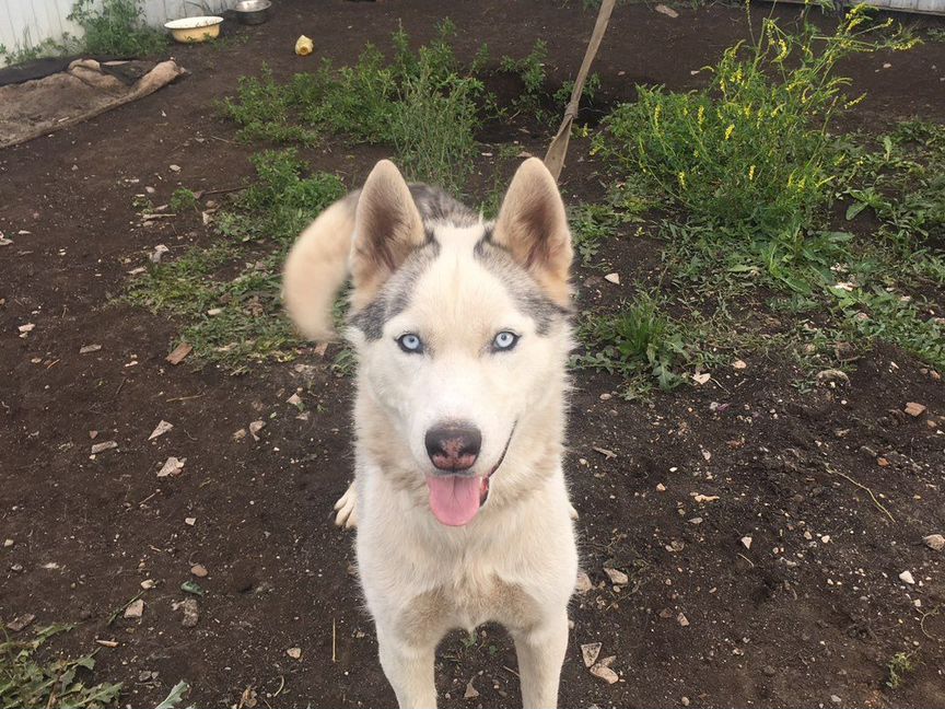 Сибирский хаски