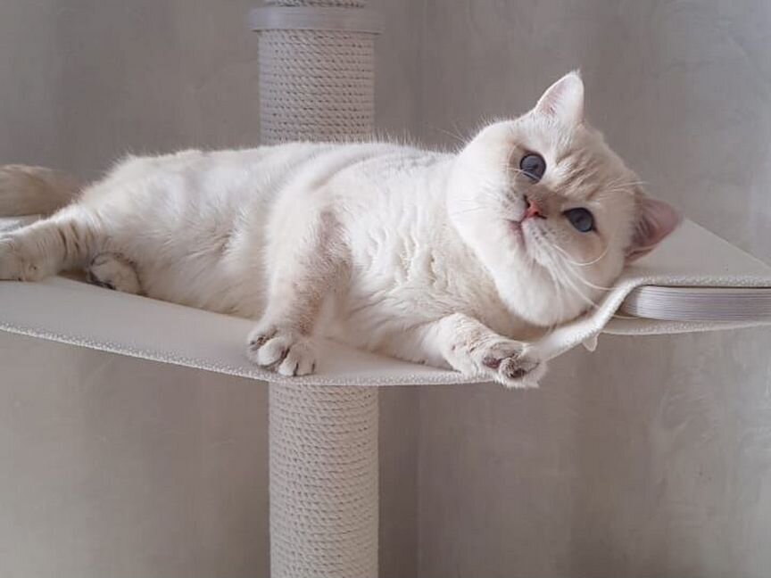 Шикарный кот производитель