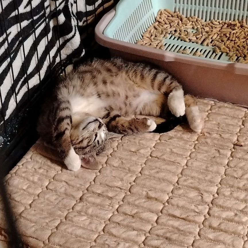 Котёнок в добрые руки