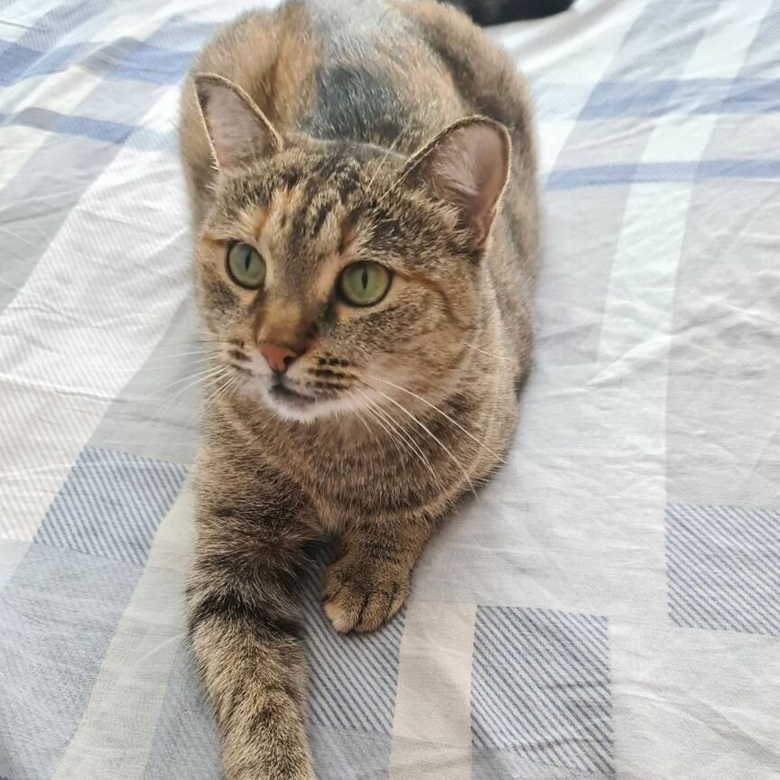 Сибирская кошка, взрослая