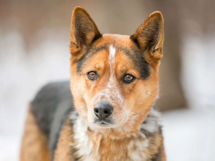 Арчик ждёт своего хозяина-друга