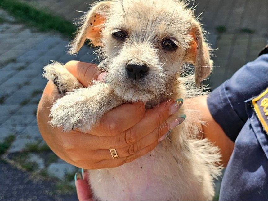 Щеноки в добрые руки