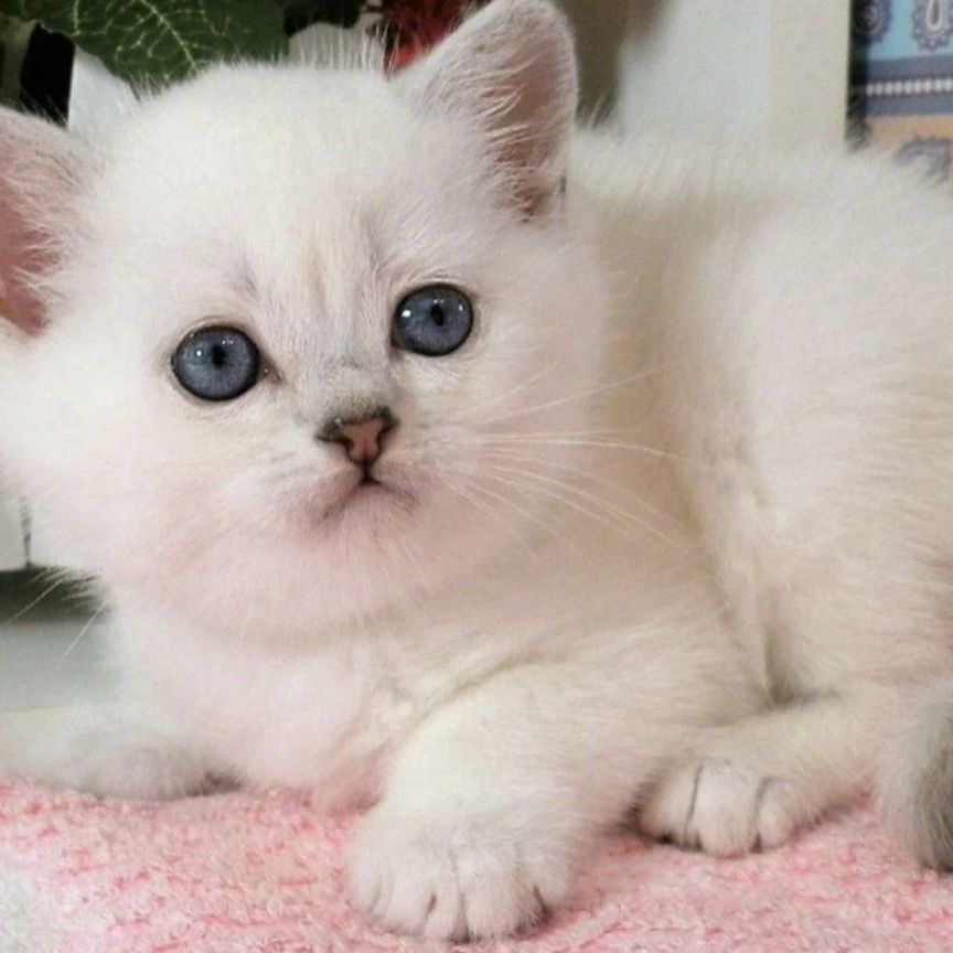 Плюшки редкого окраса