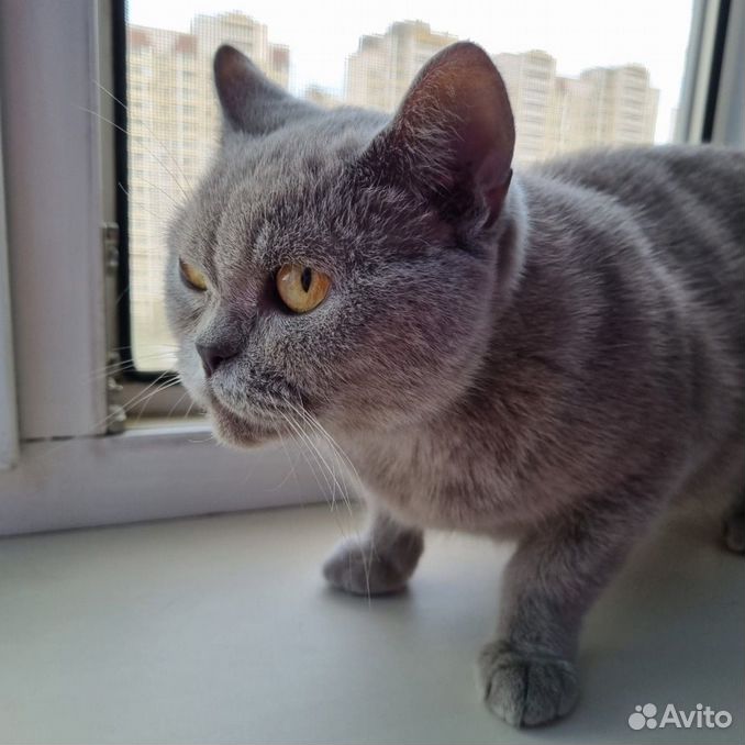 Лиловая кошка с прикольной мордашкой в дар