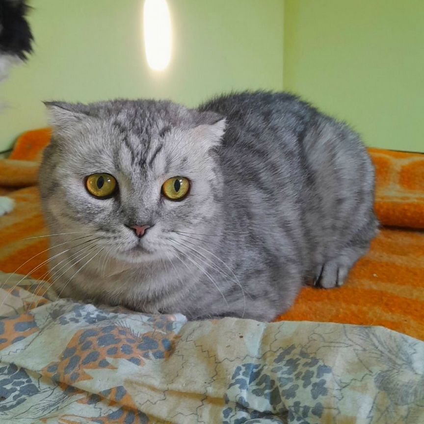 Шотландская вислоухая короткошёрстная, взрослая кошка