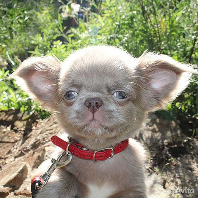 Лиловое чудо