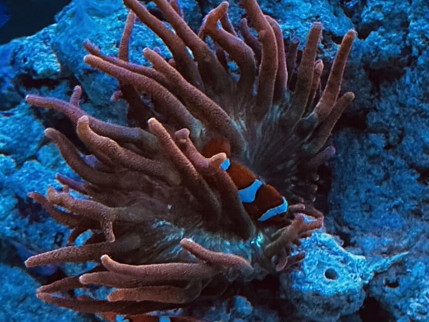 Рыбки клоуны и из домашний коралл Актиния