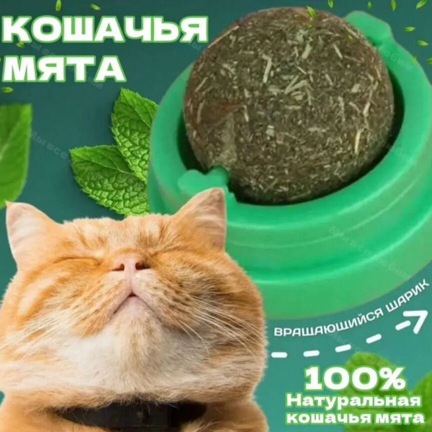 Кошачья мята - кошачье удовольствие