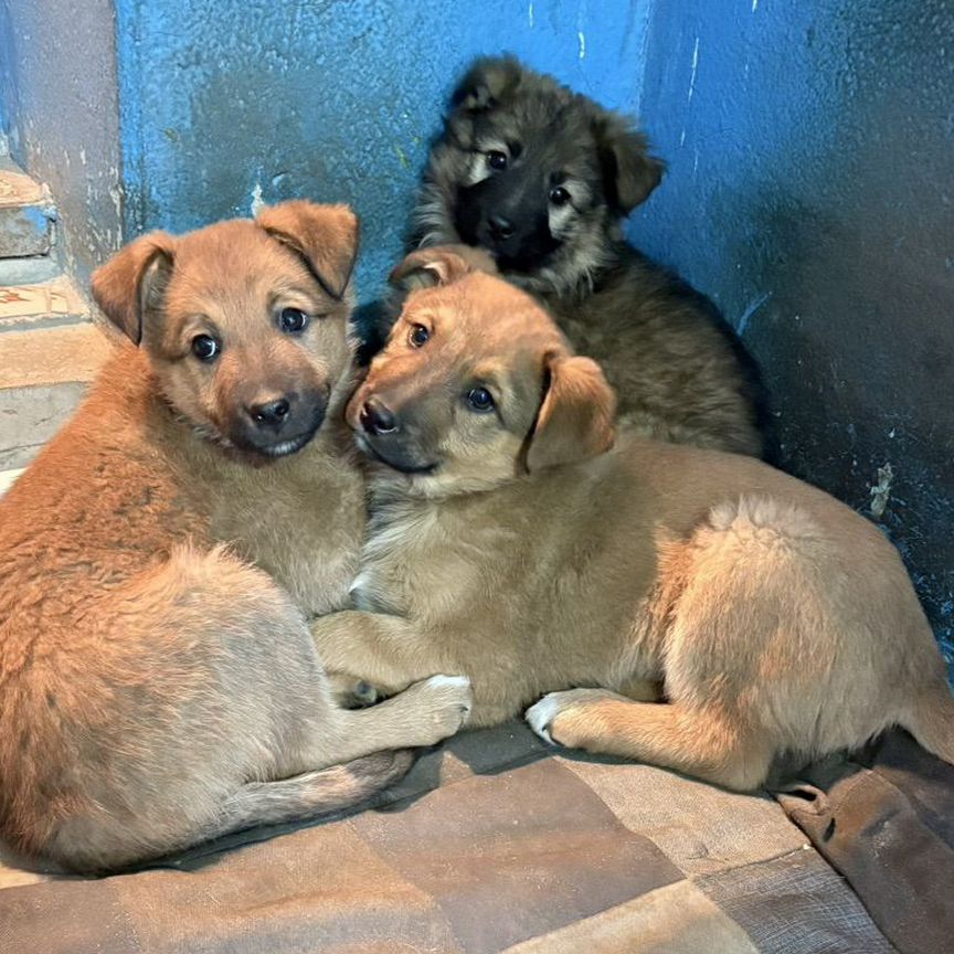 Щенок в добрые руки