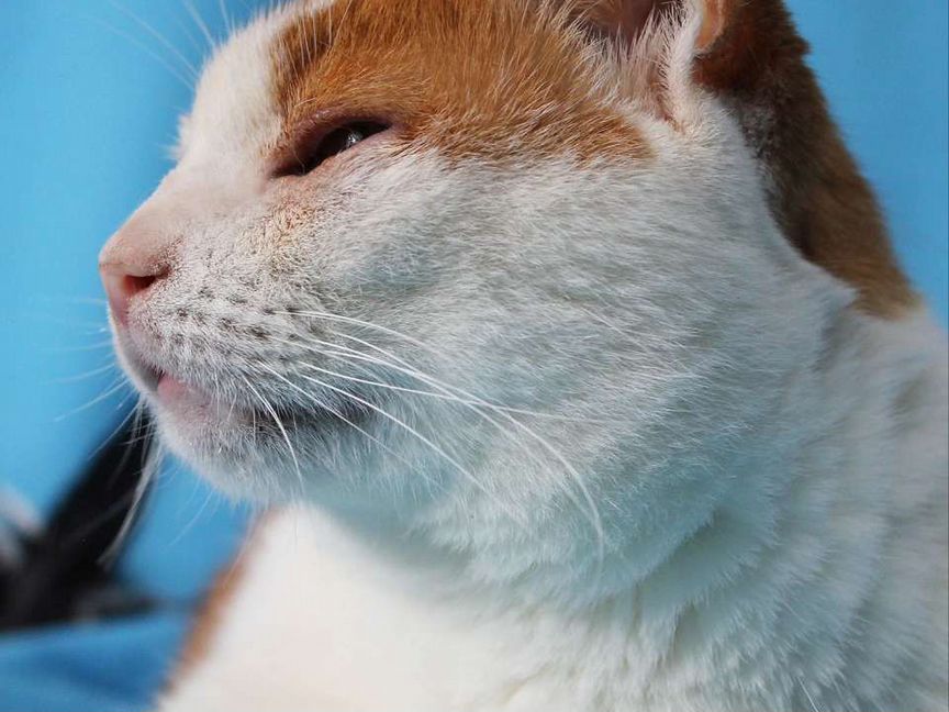 Бело-рыжая кошечка Изюминка