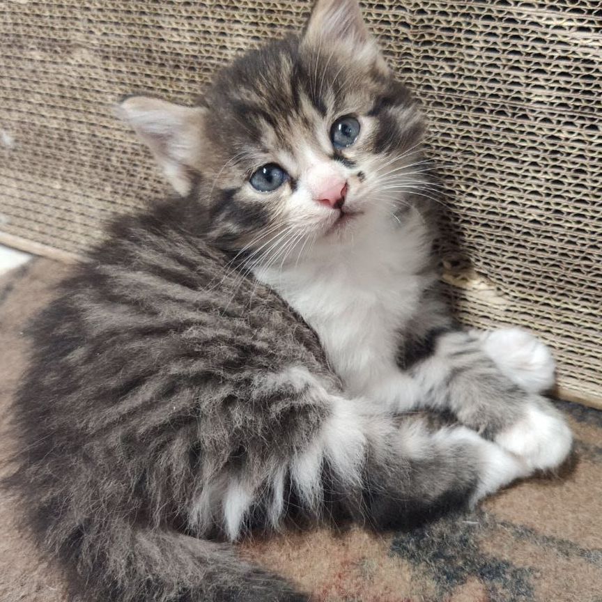 Котёнок