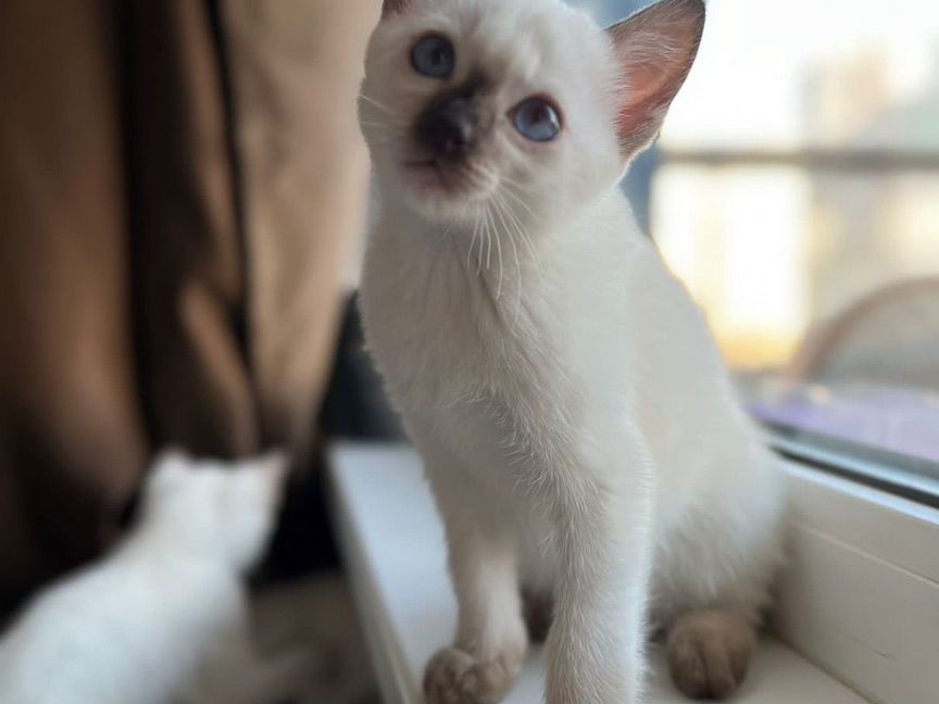 Тайский котенок