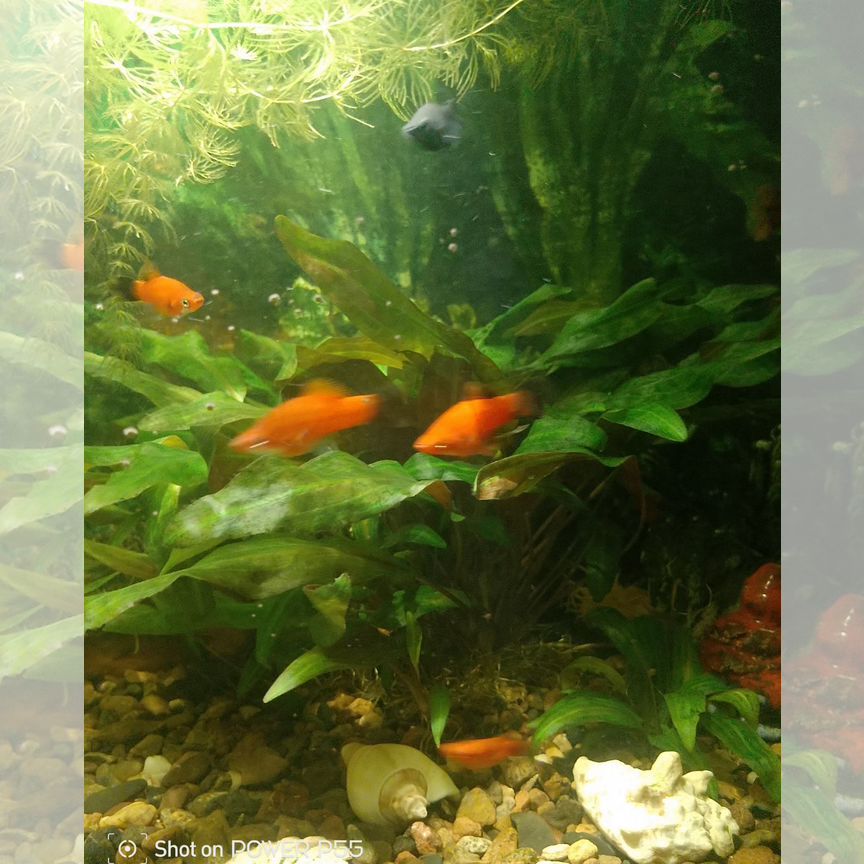 Аквариумные растения Криптокорина