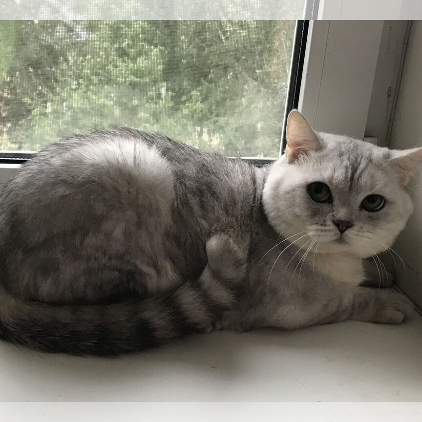 Племенной кот продажа