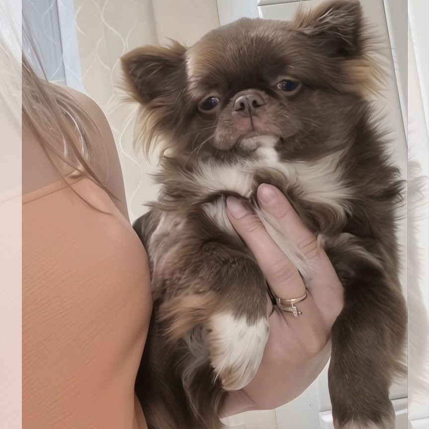 Чихуахуа, щенок