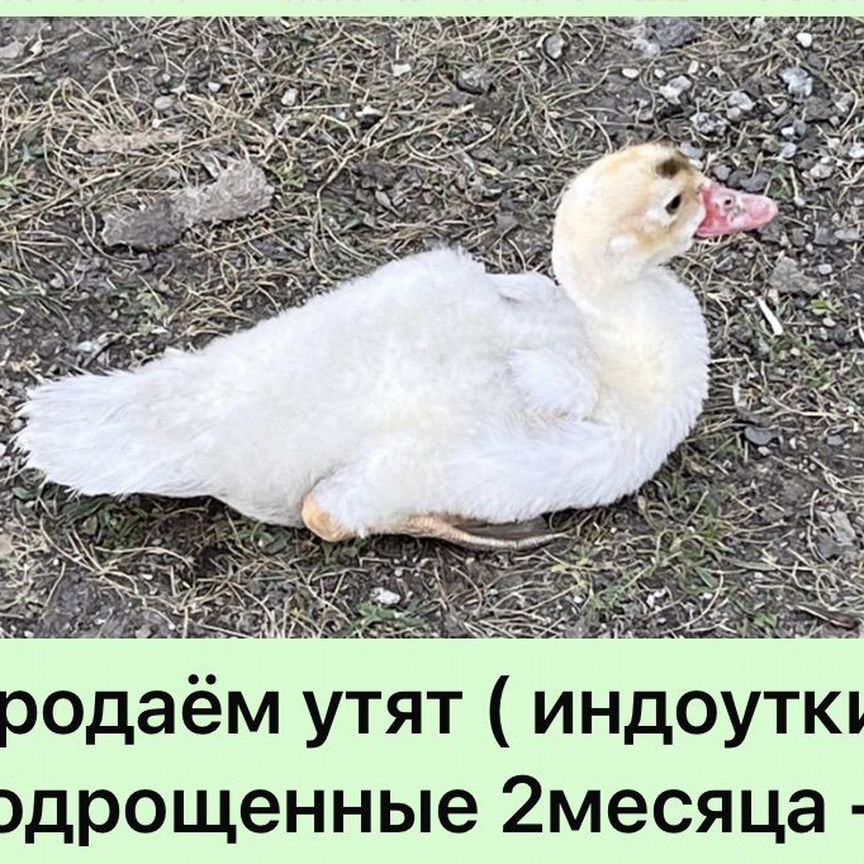 Утята индоутки (шептуны)