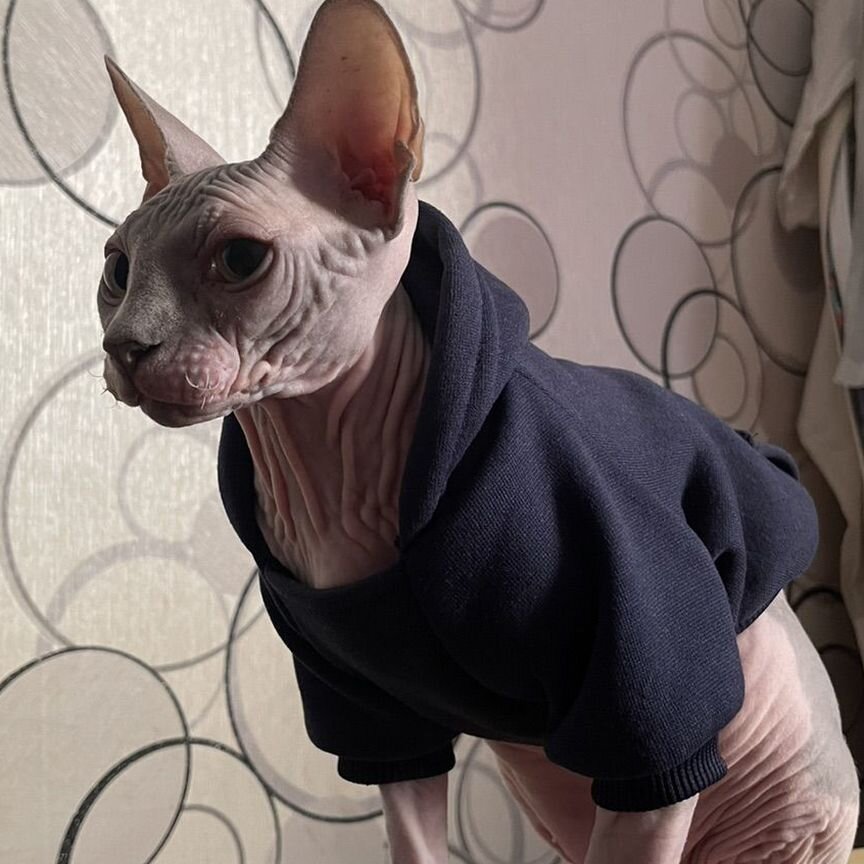 Канадский сфинкс вязка симферополь