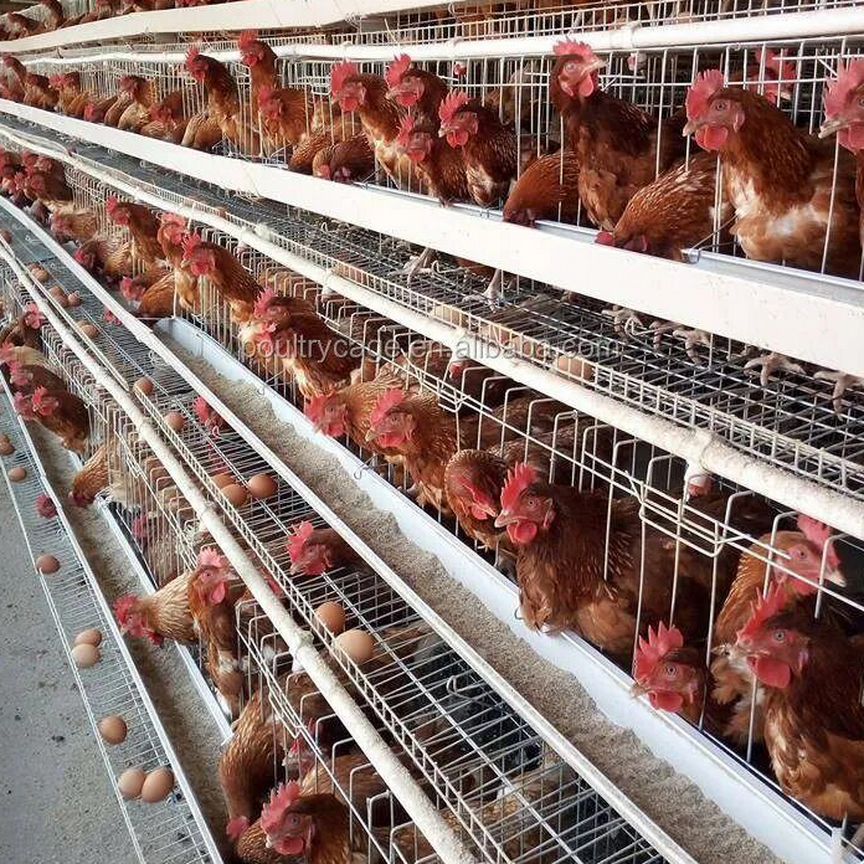 Курочки на яйцо