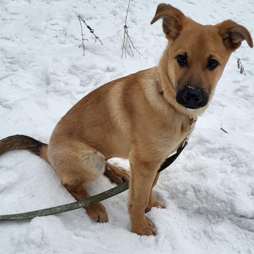 Щенок в добрые руки