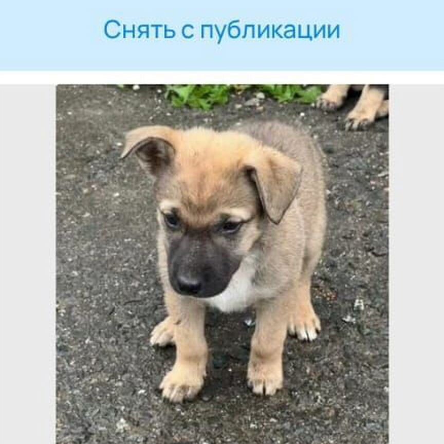 Щенок в добрые руки