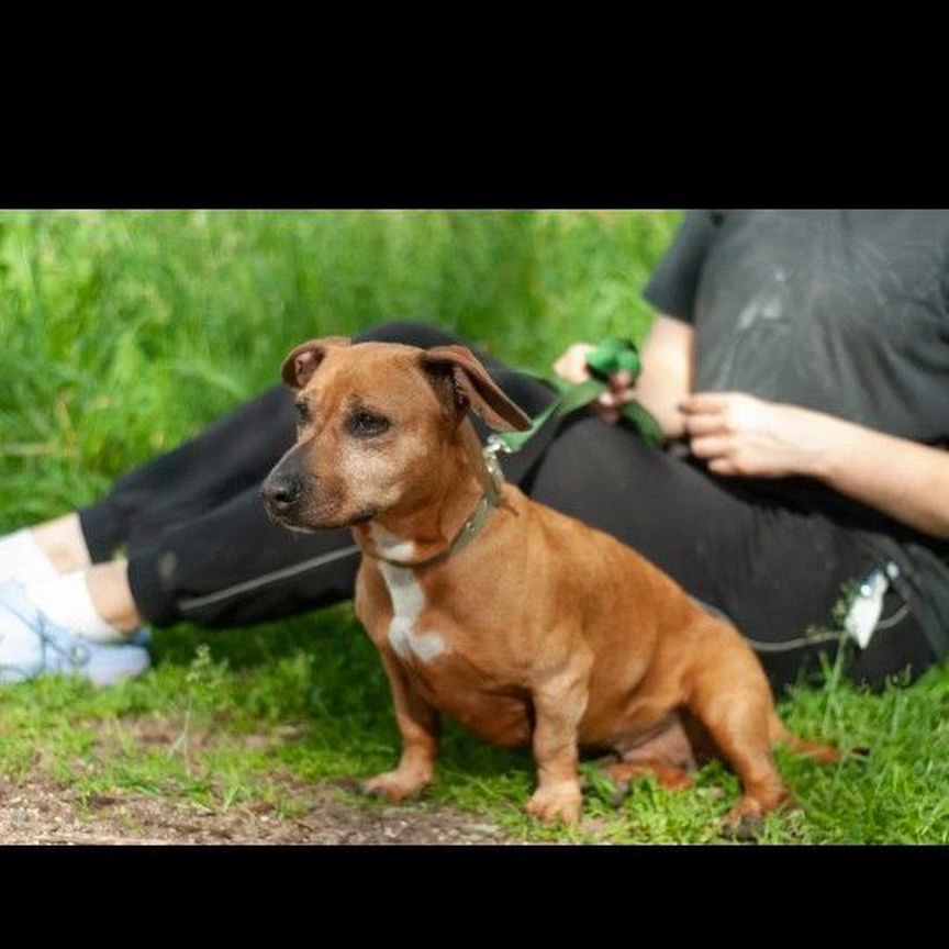 Пиона и Фиона ждут свою семью Очень милые таксюши
