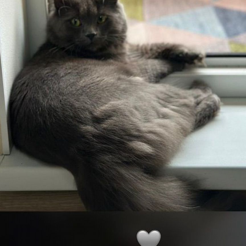 Сибирская, взрослая кошка