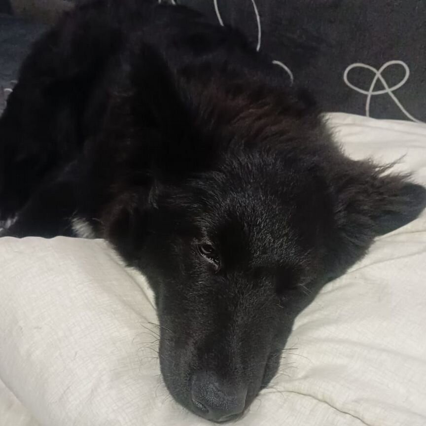 Добрая девочка Лаки