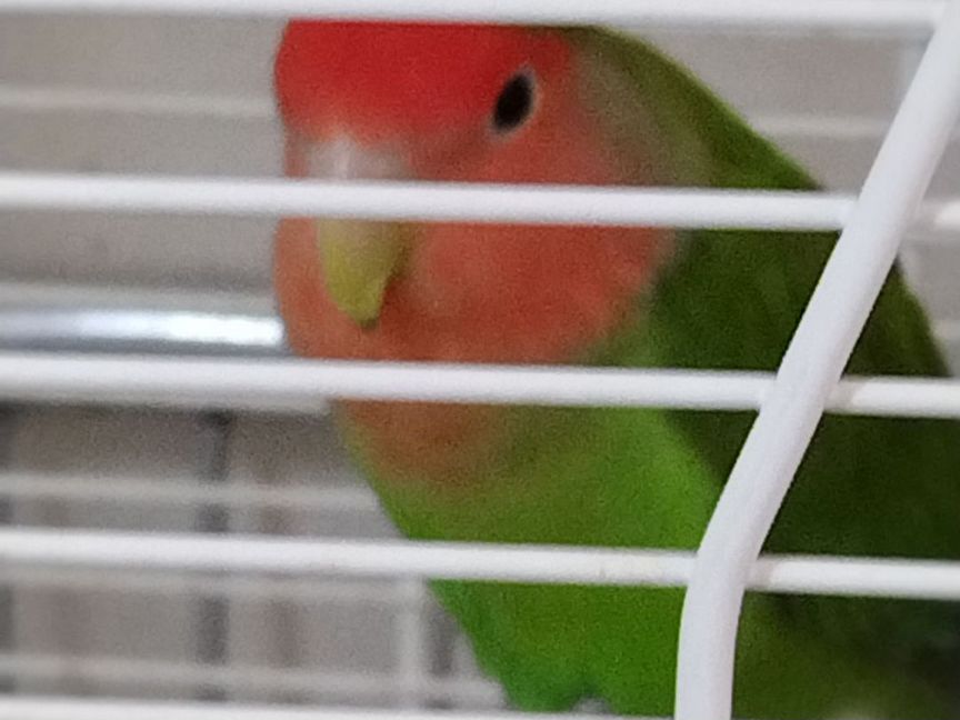 Попугай неразлучник