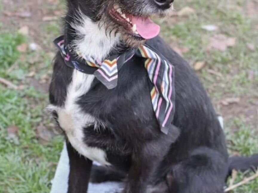 Мальчик метис Ризеншнауцера 1,5 года