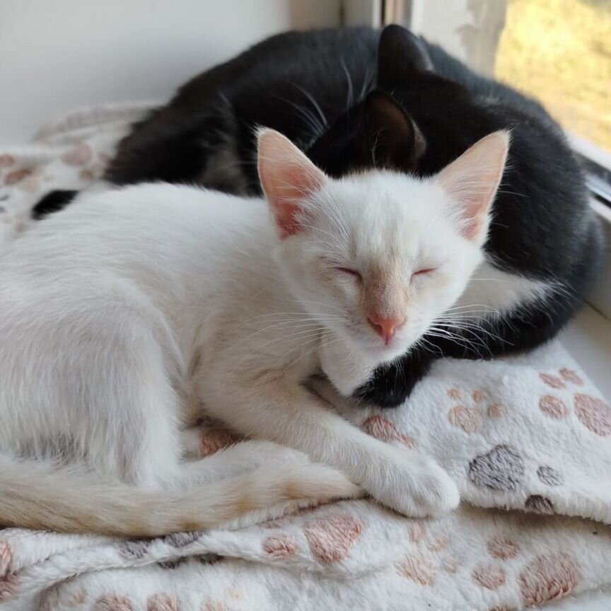 Снежок / светлый котёнок в добрые руки