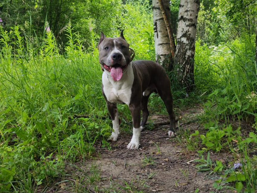 Стаффорд для вязки