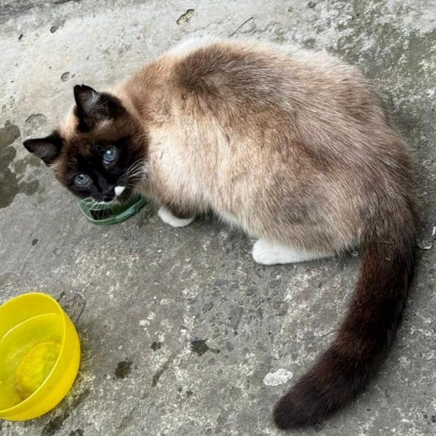 Кошка в добрые руки