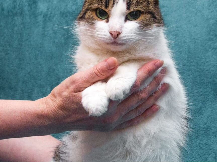 Федя ищет дом