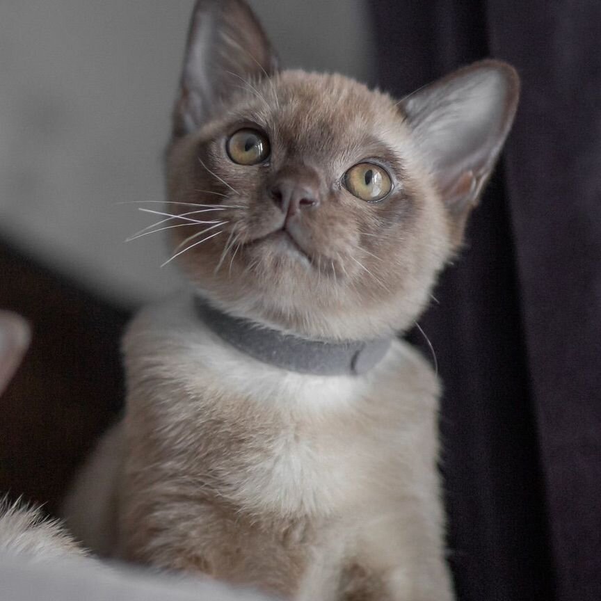 Котята европейской бурмы