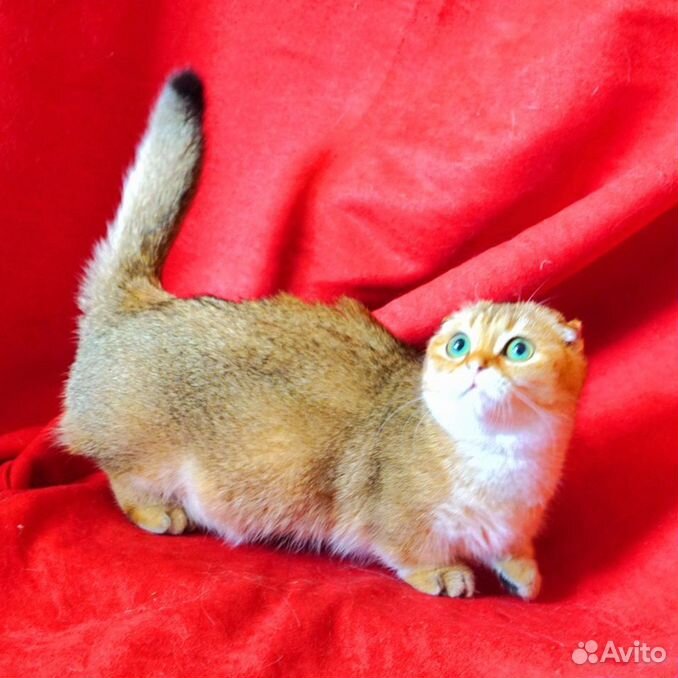 Кошечки манчкин стандарт