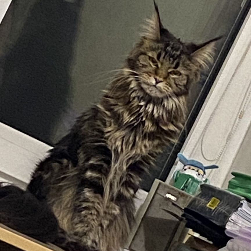 Мейн-кун, взрослая кошка