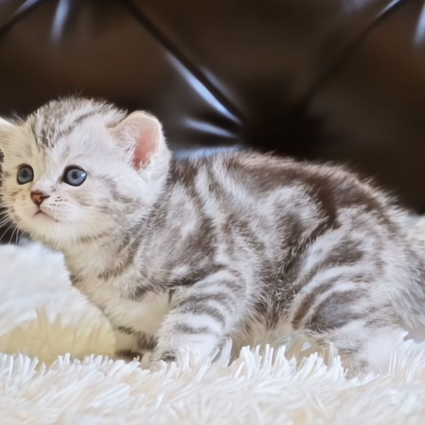 Британский короткошёрстный котёнок