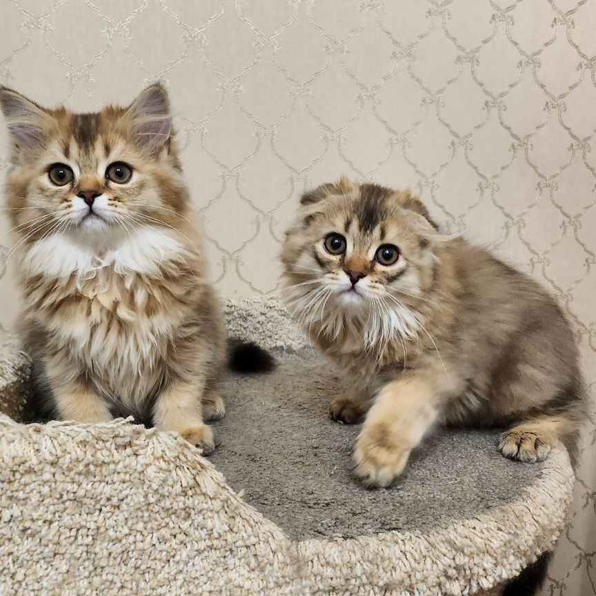 Шотландские вислоухие котята
