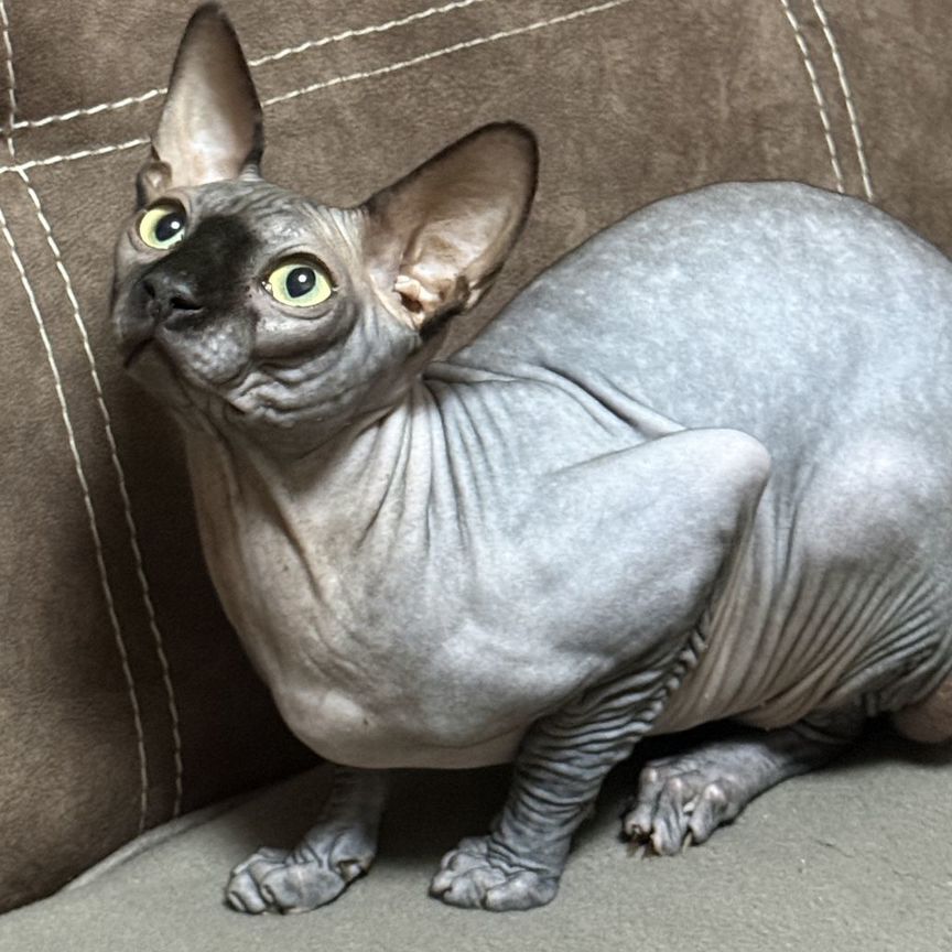 Канадский сфинкс, взрослый кот