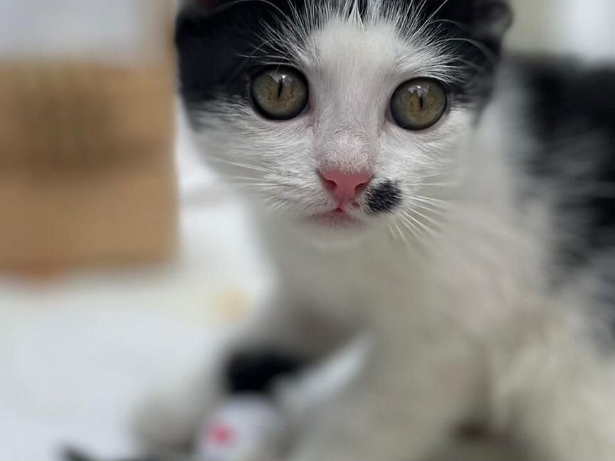 Братишка и сестренка ищут дом