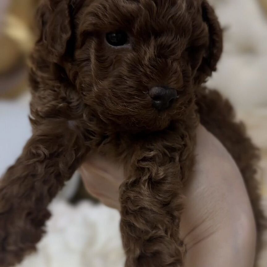 Той-пудель мальчик, РКФ